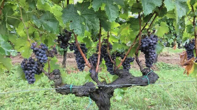 ВИНОГРАД - КАК ПРАВИЛЬНО И ВОВРЕМЯ ПОДКАРМЛИВАТЬ ВИНОГРАД