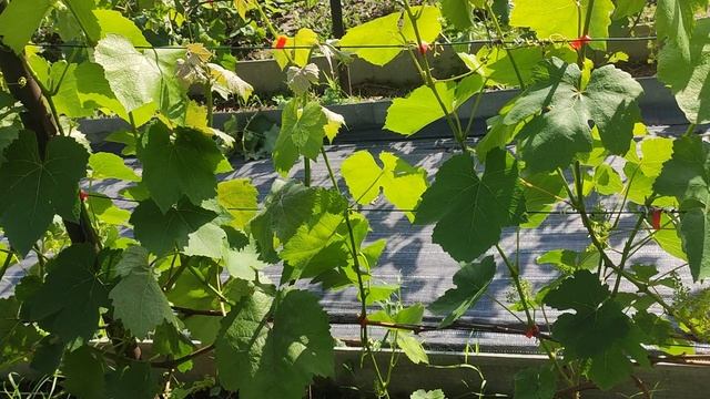 Виноград в Калужской области на 23.06.25 обзор сортов