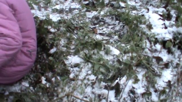 Участие в поисковой работе 1.11.2016.