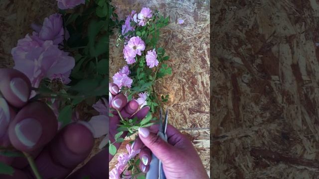 Как черенковать розу летом