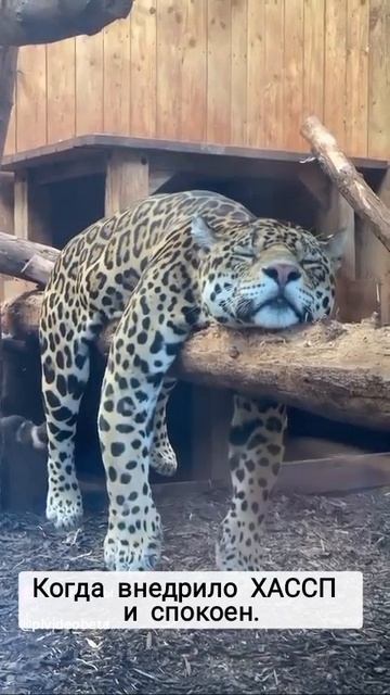 ХАССП и спи спокойно.