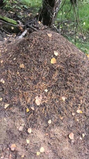 гора Дыроватик, муравейник #тагил #гора #природа #отдых #красота #travel #mountains