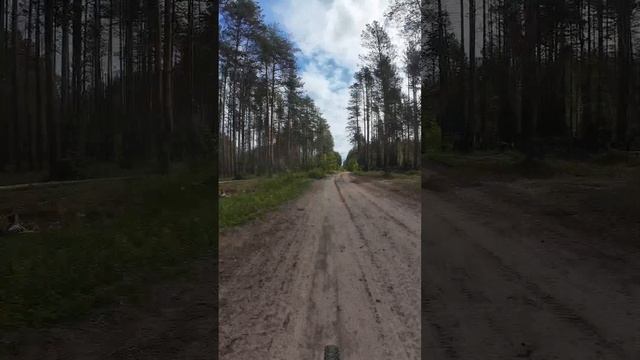 5 км за 2 минуты. катнул на велике по лесу.