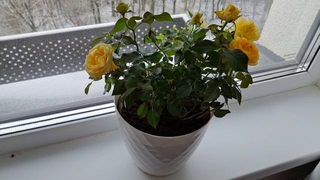 Розочка из Пятерочки после пересадки / Уход за домашними растениями