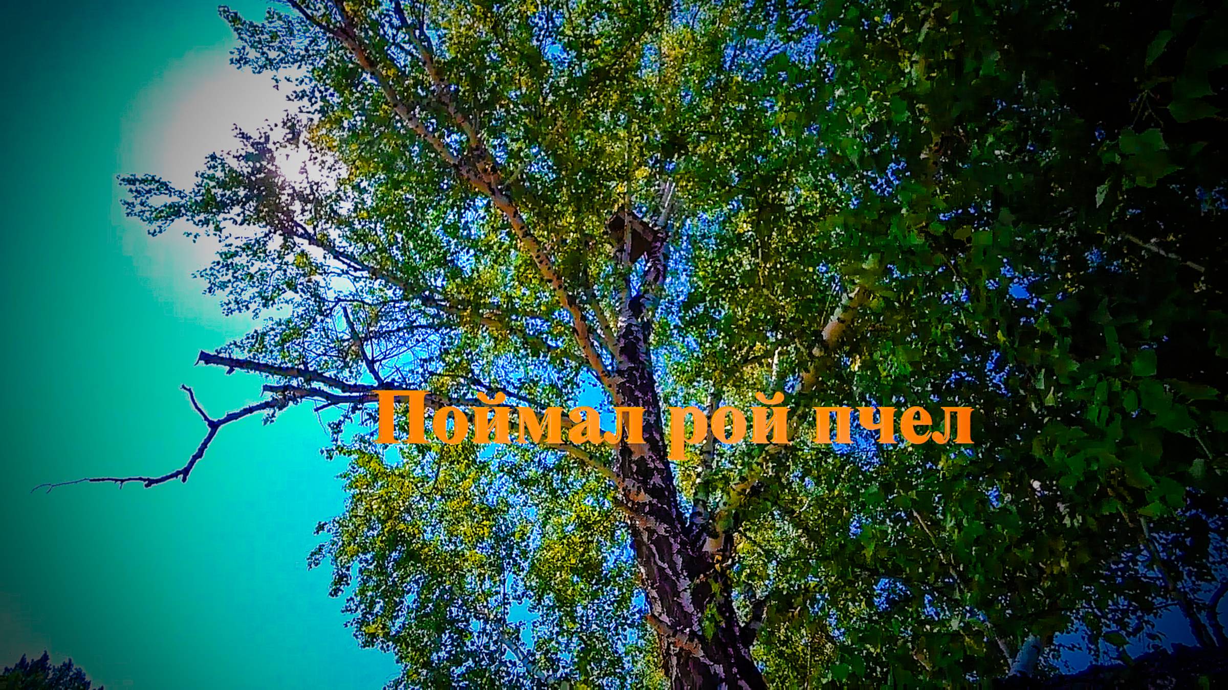 Как поймать рой пчел