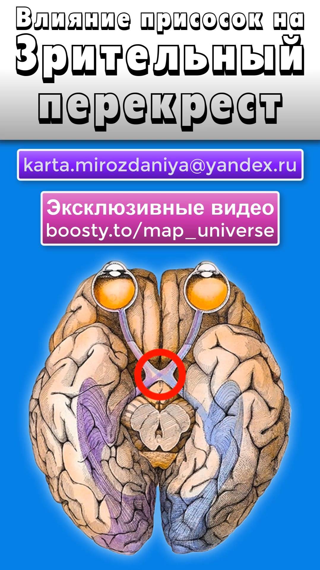 Процесс на Зрительный перекрест