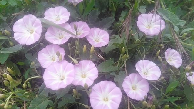 VID_20250628_115101.mp4