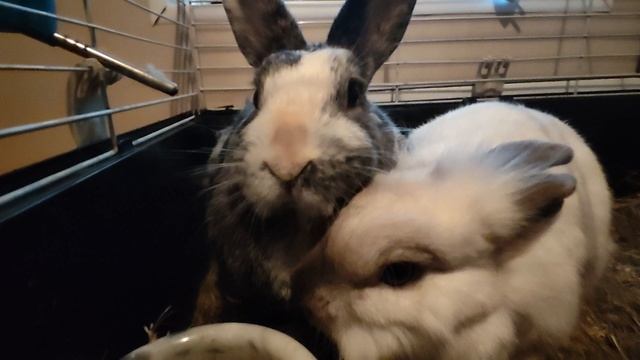 Кролики 🔥🆘💥