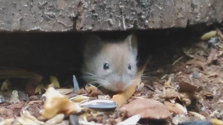 Кормим мышь