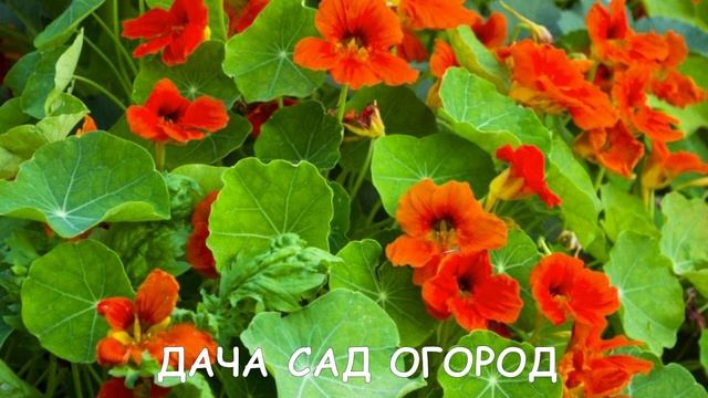 ПОЛЕЗНЫЕ РАСТЕНИЯ -РЕКОМЕНДУЕТСЯ ВЫРАЩИВАТЬ ВМЕСТЕ С ОВОЩАМИ