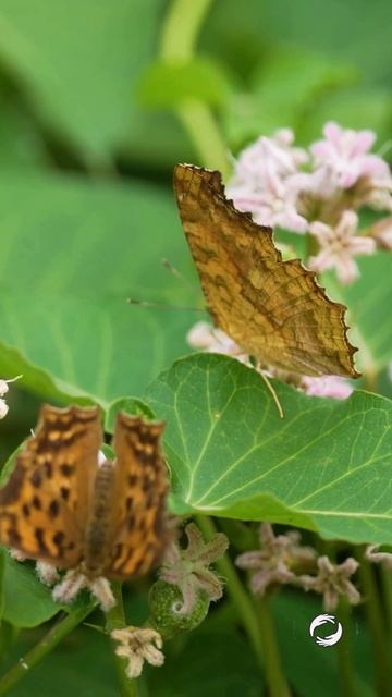 🎵 Лечебная музыка и звук ЛУГА • 4K расслабление • Пчёлы, покой, природа
