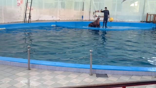 Выступление фунтика