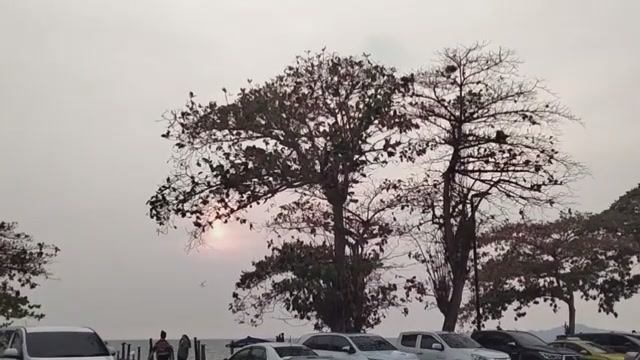 просто цвет заката - серый. берег, набережная, деревья. тайская осень