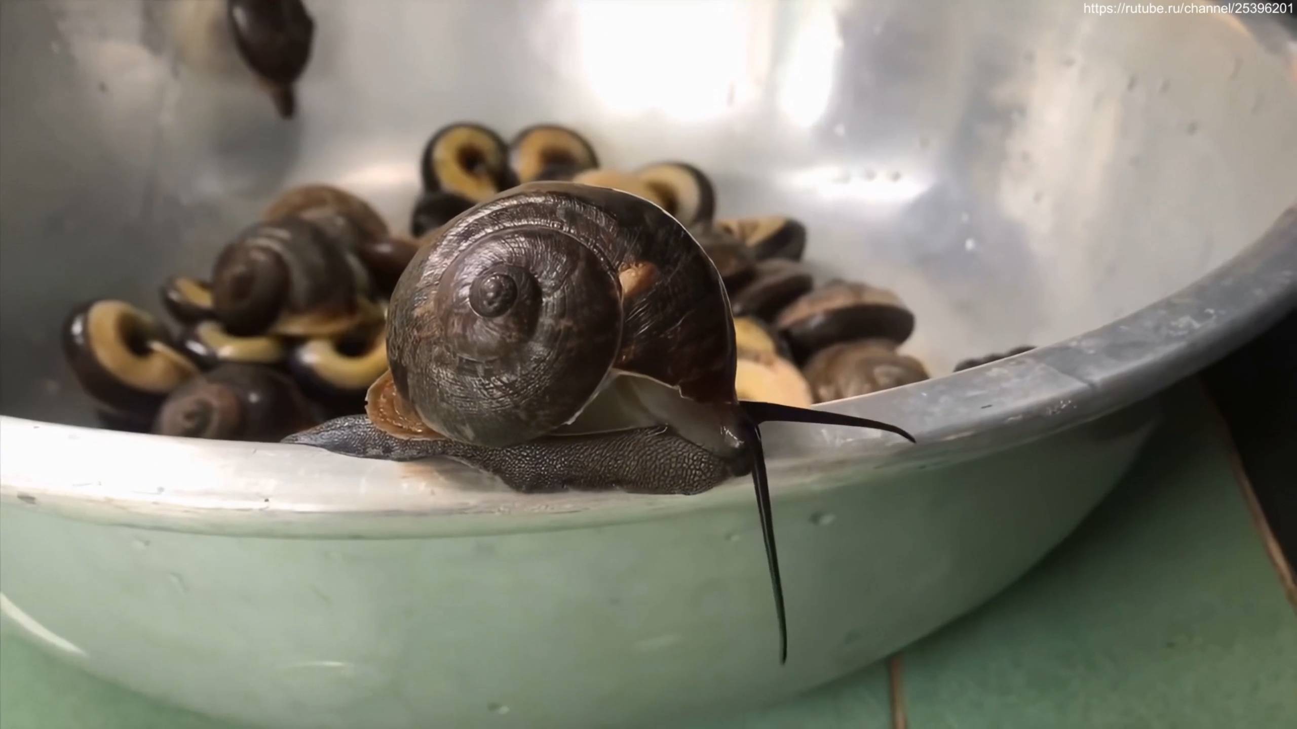 ПОТРЯСАЮЩАЯ КУЛИНАРИЯ ｜ Приготовление горных улиток со сливочным маслом и чесноком