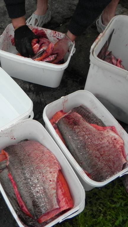 Камчатская нерка и ее быстрая разделка