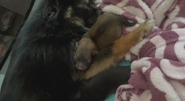 Теперь точно щенячьи будни. Роды шпица. Рассада. Покупки для щенков