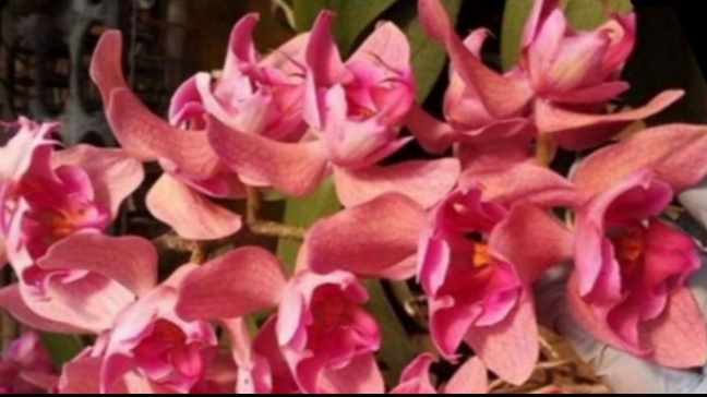 П-7. Ч-7. Фаленопсис Marie Red (pelor}. Обзор через 82 дня после получения и пересадки из мха