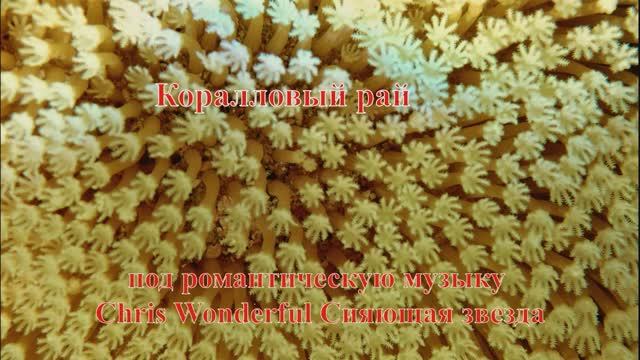 8. Коралл мягкий Гониопора Реснитчатая под романтическую музыку Chris Wonderful Сияющая звезда