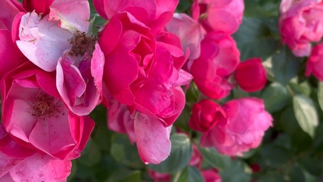 Роза Ангела. Обильное цветение.