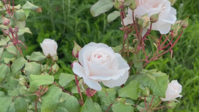 Розы. Роза Свит Блонди.