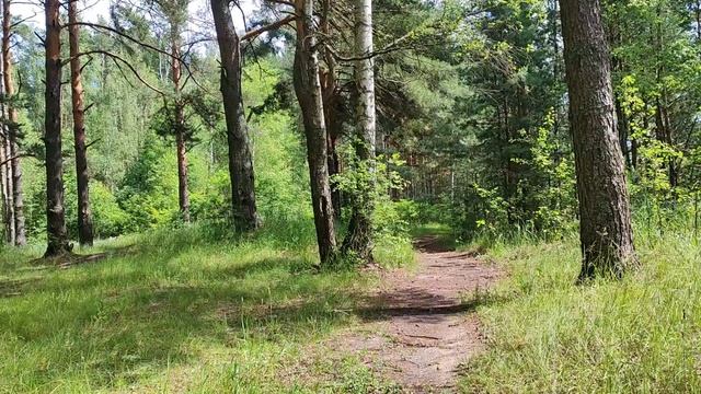 Вдоль озера по тропинке. Тропинка. Лес. Ловим тёплые деньки. Июнь 2025