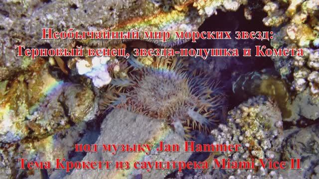 Необычайный мир морских звезд Терновый венец Звезда-подушка и Комета под Jan Hammer из Miami Vice