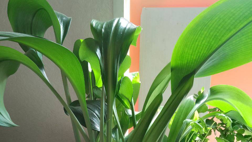 Как поливать цветы если хозяева на даче....