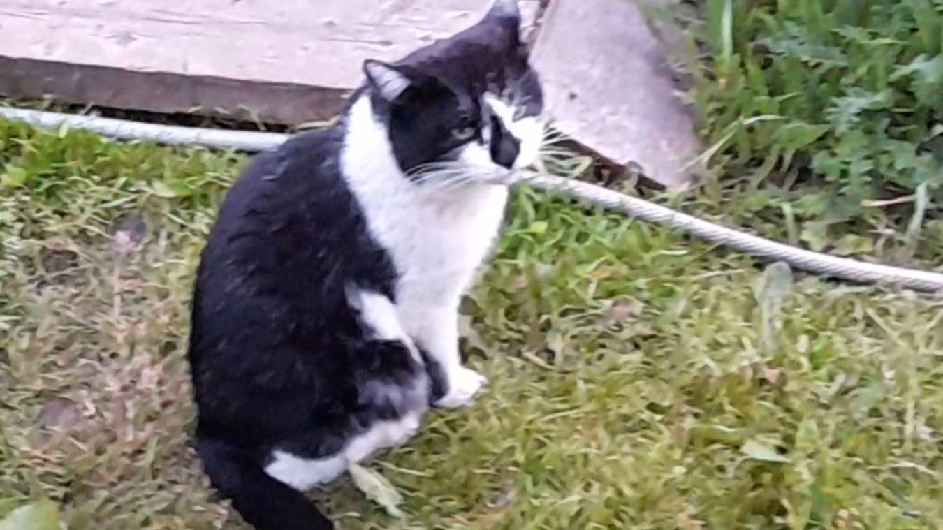 20250629_214039_001_001 Митя, как всегда, ушёл в ночную смену