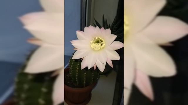 Словно бабочка-однодневка