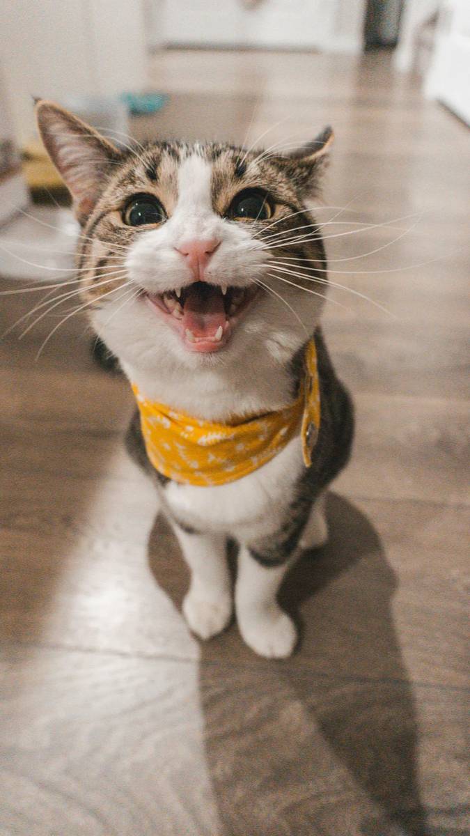 Funkin' Sound Team — Bluu Song (Loss Theme) (www.lightaudio.ru)