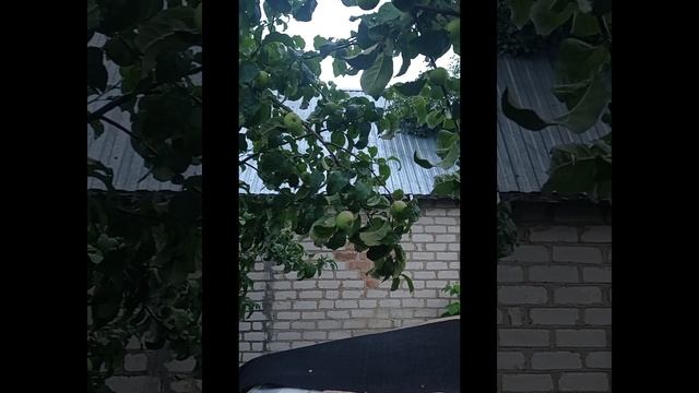 наш сад 29 июня