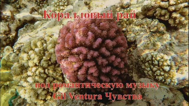 5. Коралл Бородавчатая поциллопора под музыку Gil Ventura and his orchestra - Чувства