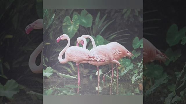 почему фламинго розовые