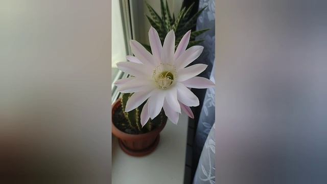 Цветёт почти сутки