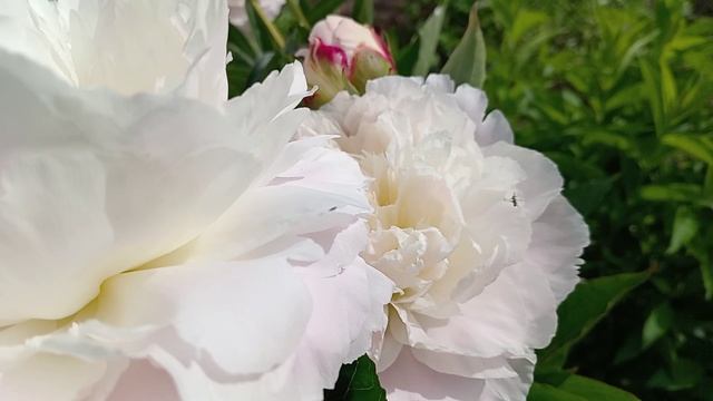 ПИОНЫ В МОЁМ САДУ.