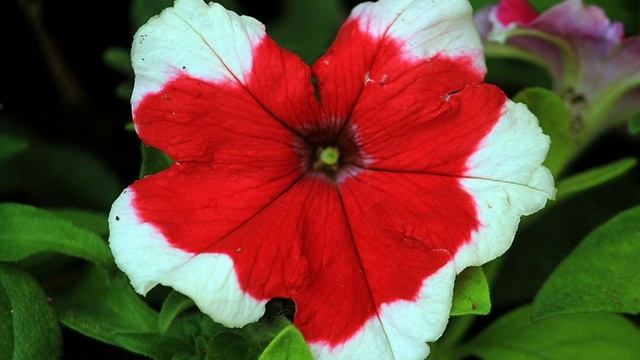 ПЕТУНИЯ - КАК ПРАВИЛЬНО СОБРАТЬ СЕМЕНА ПЕТУНИИ