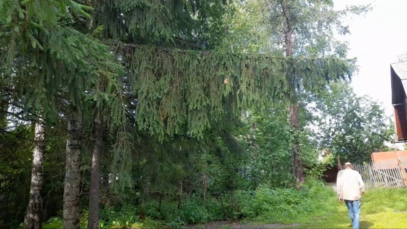 20250629_093009 Зачем нужны прогулки по СНТ? Гуляем вдоль сказочного леса