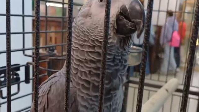 Говорящий попугайчик