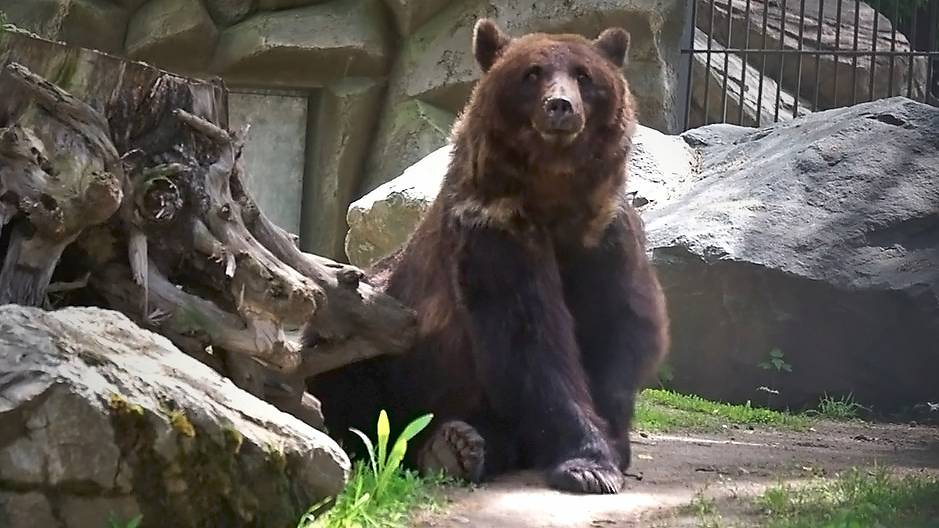 Медведица Валя прогулялась по вольеру, поела травку и решила искупаться.