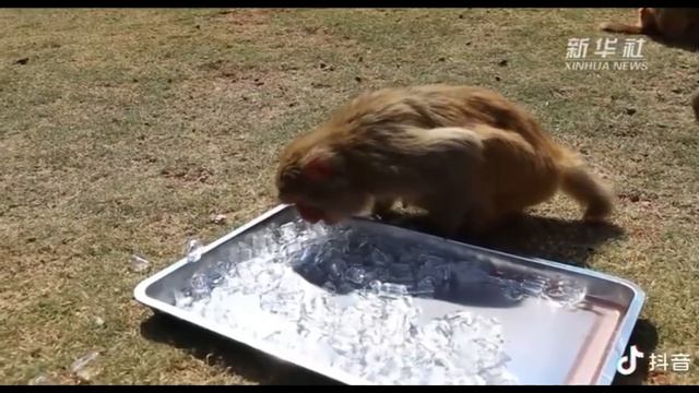 Сафари-зоопарк в Хайкоу