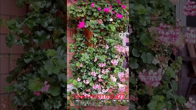 Урожай на своем участке в Сочи! Дом в продаже! +7 9631635422