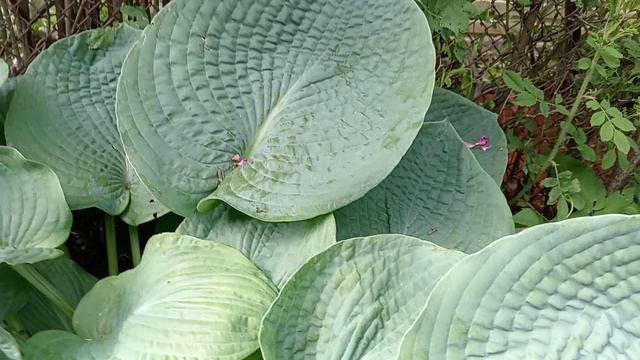 ДВА МЕСЯЦА ДОЖДЕЙ. ЧТО В САДУ?