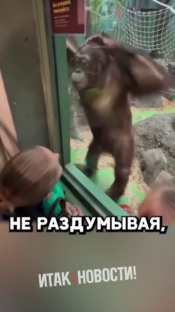 Орангутан, который не хочет целоваться в губы 🤣