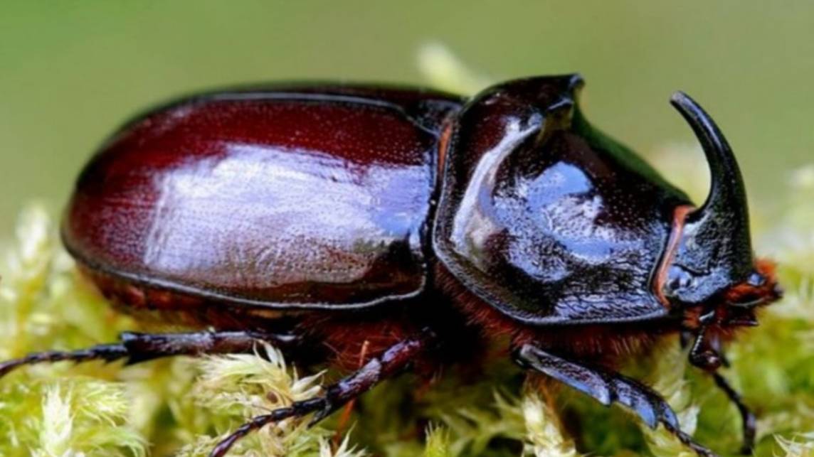 Жук - носорог. Зарывается в грунт. Удивительная природа