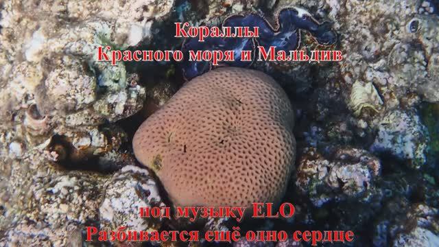 Слайд-шоу Кораллы Египетского Красного моря и Мальдив 2025 под музыку ELO Разбивается еще одно серд