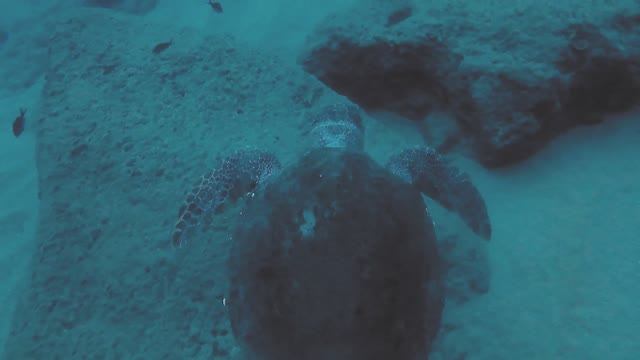 Черепаха у пляжа Клеопатра в Аланье