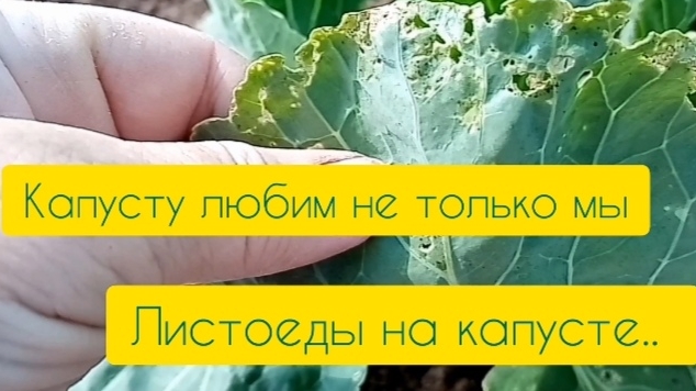 Крестоцветная блошка на капусте.