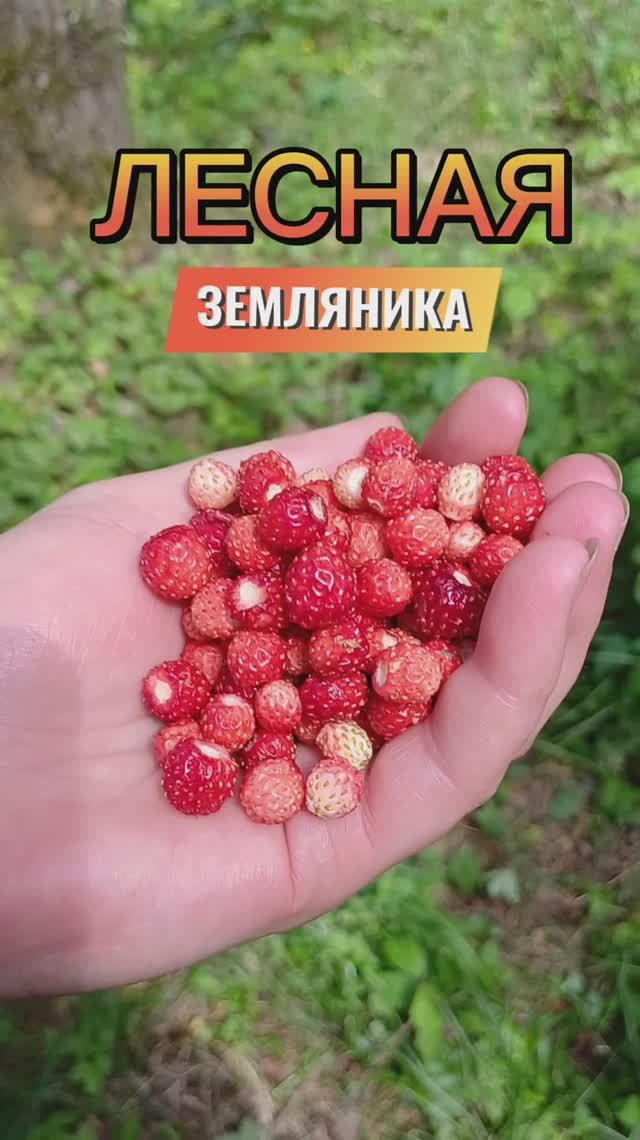 Лесная земляника 🍓👍