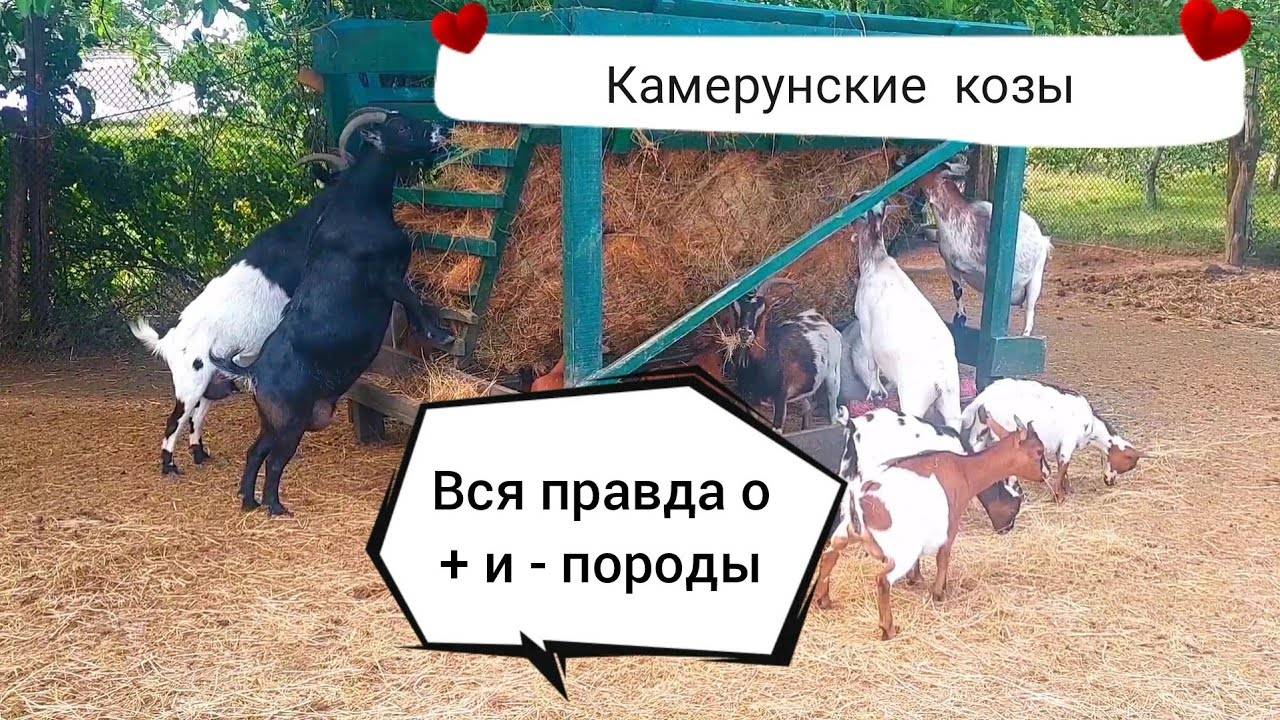 + ПЛЮСЫ и - МИНУСЫ содержания КАМЕРУНСКИХ 🐐 КОЗ. Из 8-ми летнего ОПЫТА!