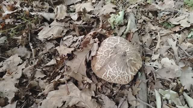 Лес, грибы, жуки и опыт.